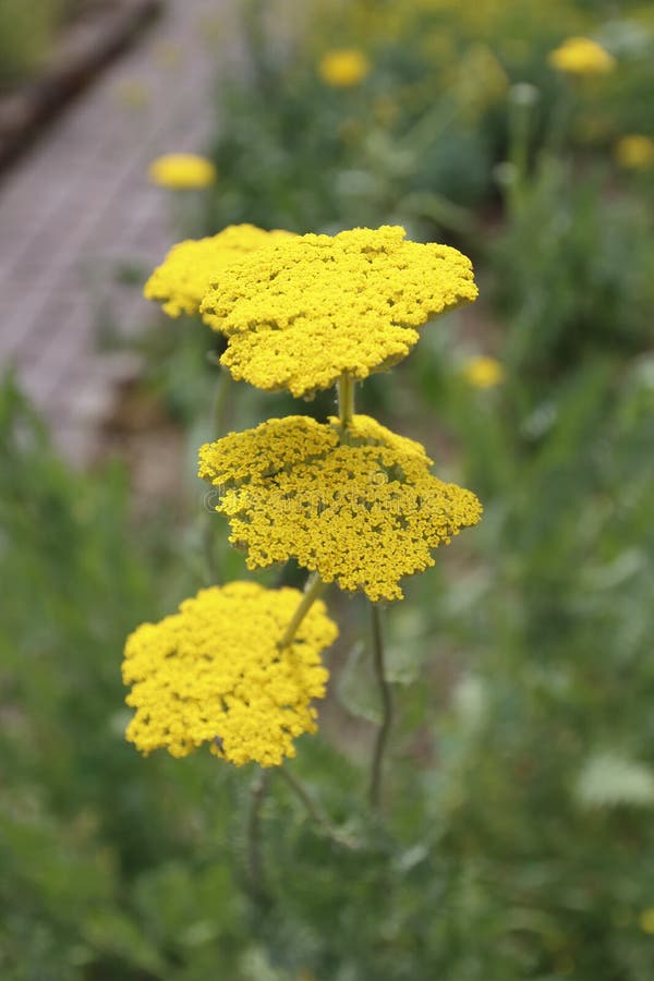 Yellow Yarrow, Achillea, Clypeolata, Stock Photo - Image of achillea ...