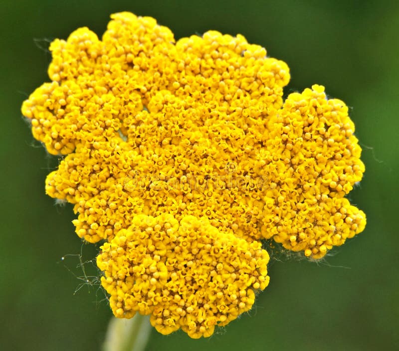 Yellow Yarrow Achillea Plant in a Garden Stock Photo - Image of garden ...