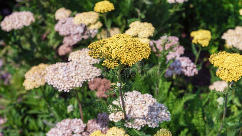 Yellow Yarrow Flower in the Summer Garden. Stock Image - Image of ...