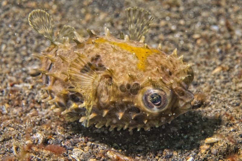 Yellow young puffer fish stock image. Image of species - 40910659