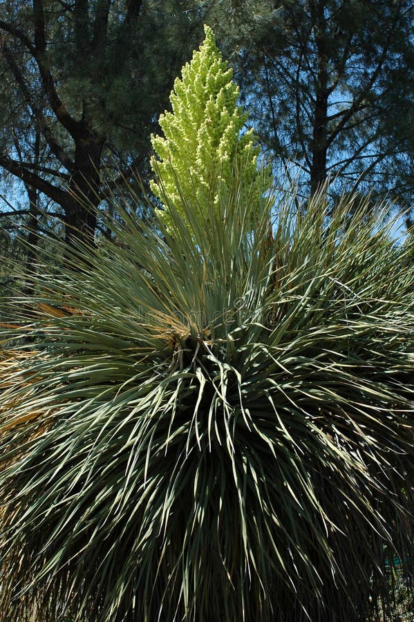 Yellow Yucca Flower stock image. Image of tall, desert - 2398491