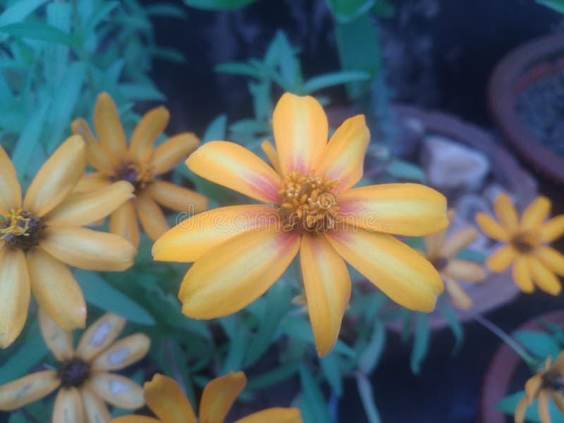 Yellow Zenia Flowers stock image. Image of blue, yellow - 226014231