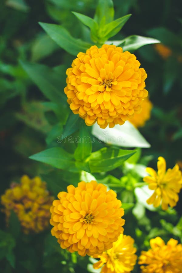 Yellow zinnia flower. stock photo. Image of garden, arrangement - 127883256