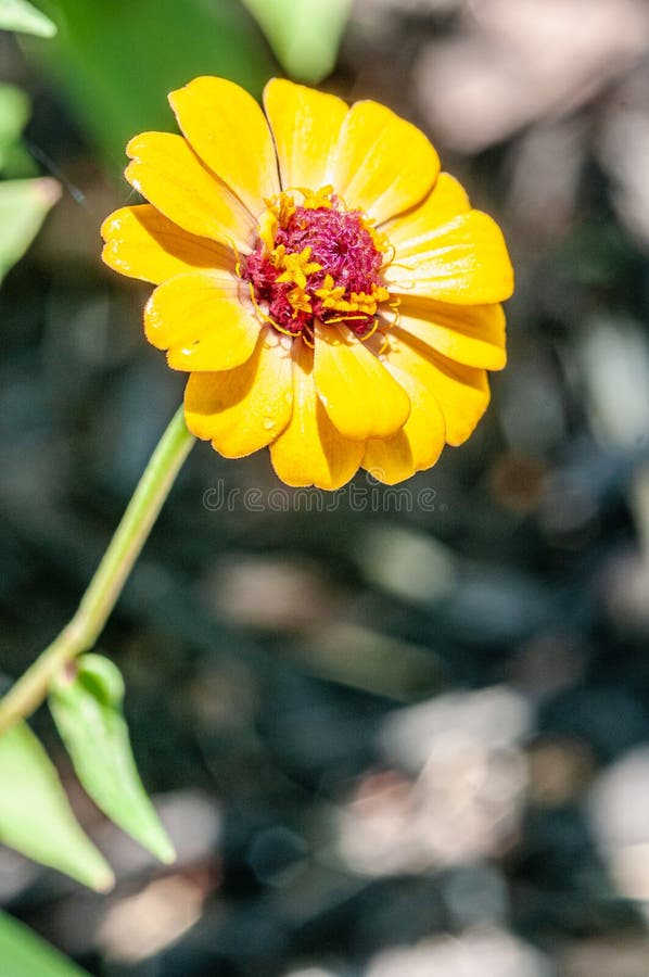 Yellow Zinnia Flower, in Full Bloom Stock Photo - Image of tropical ...