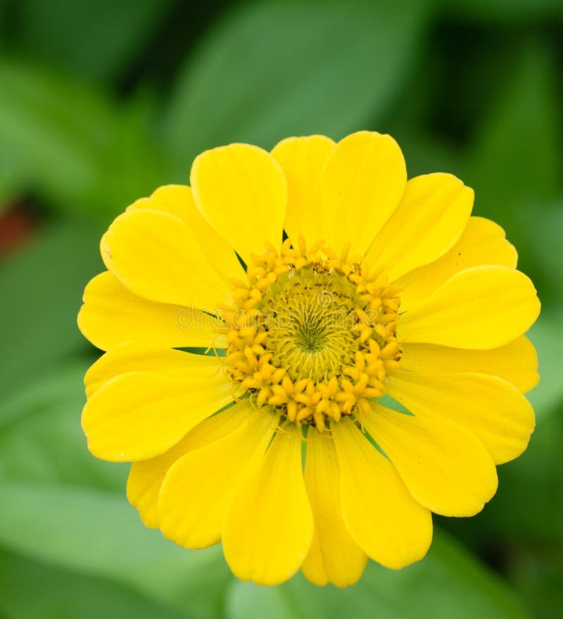 Yellow Zinnia flower stock image. Image of outdoor, background - 48099475
