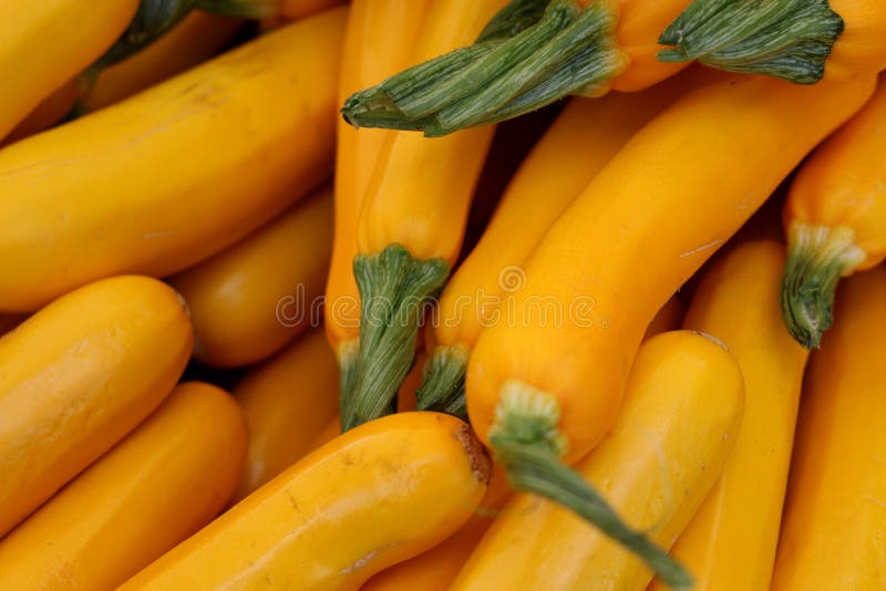Yellow Zucchini stock image. Image of twisted, organic - 74748451
