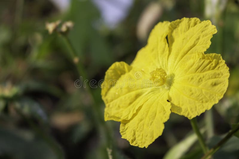 Yellow Zucchini Flowers that Bloom Beautifully Stock Photo - Image of ...