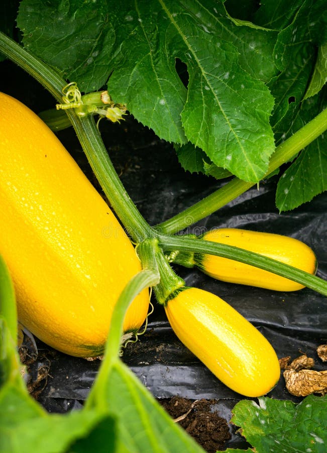 Yellow Zucchini Grow Outdoors in the Garden. Stock Image - Image of ...