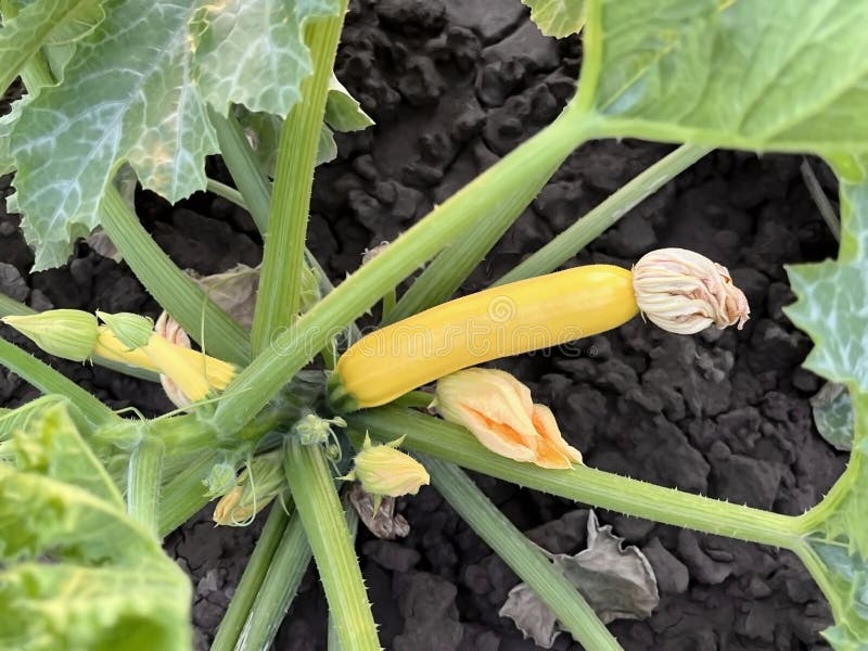 Yellow Zucchini Growing in a Garden Stock Image - Image of crop, tree ...