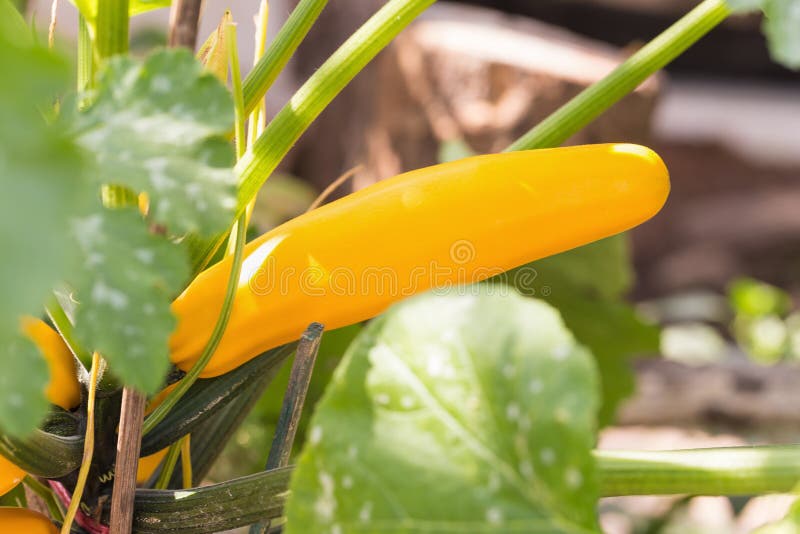 Yellow Zucchini Growing on a Plant Stock Image - Image of courgette ...