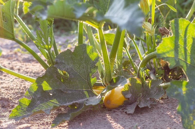 Yellow Zucchini Growing in the Vegetable Garden Stock Photo - Image of ...
