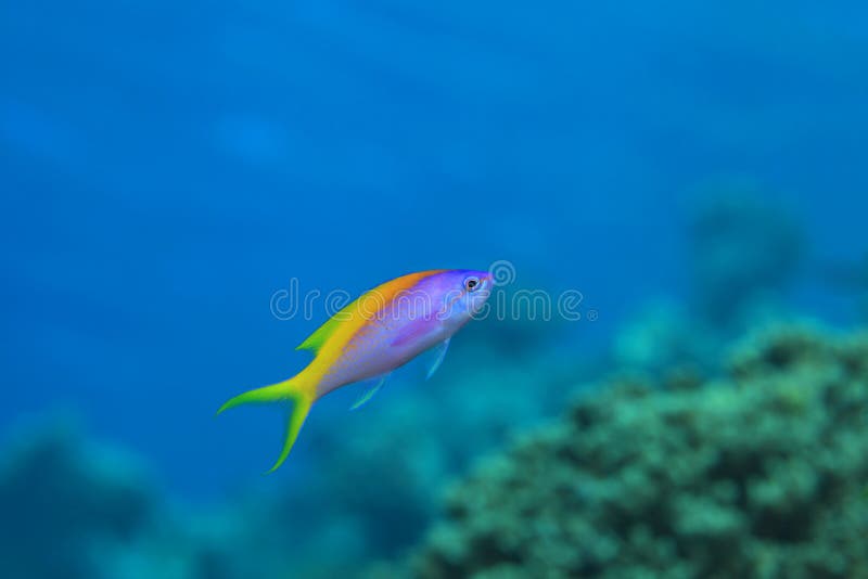 Yellowback anthias stock image. Image of adventure, coral - 55333247