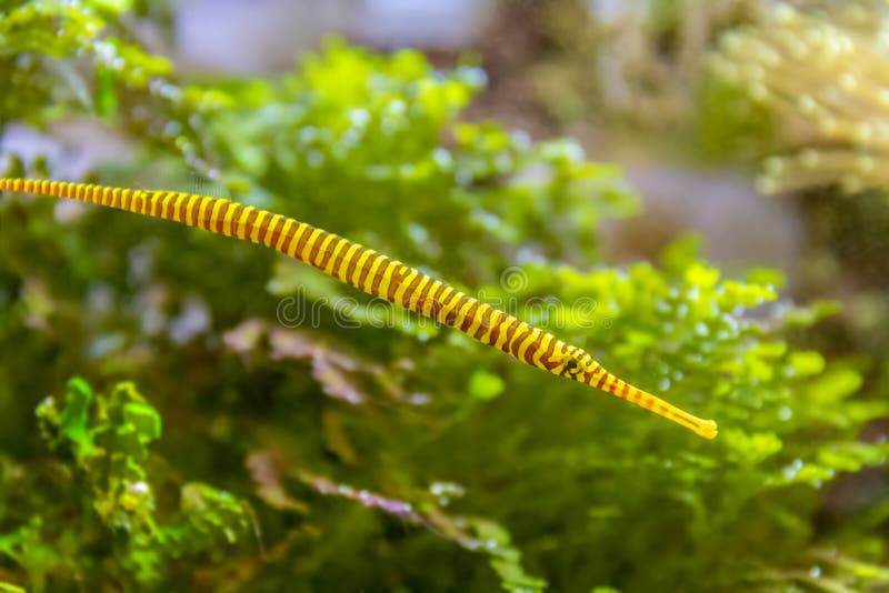 Yellow banded pipefish stock image. Image of banded, tropical - 29959957
