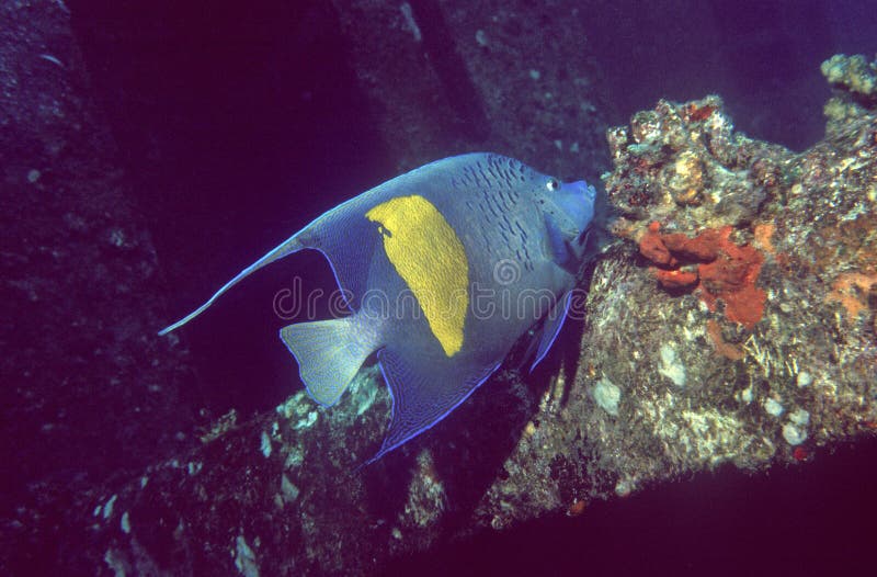 Yellow-Bar Or Half Moon Angelfish Stock Image - Image of maculosus ...
