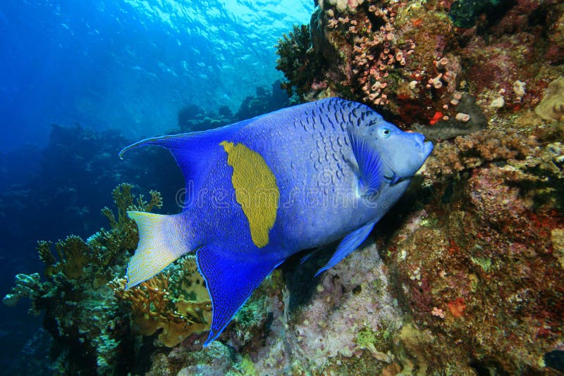 Yellowbar Angelfish stock photo. Image of underwater - 14225470