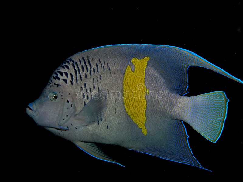 Yellowbar Angelfish stock image. Image of underwater - 16205251