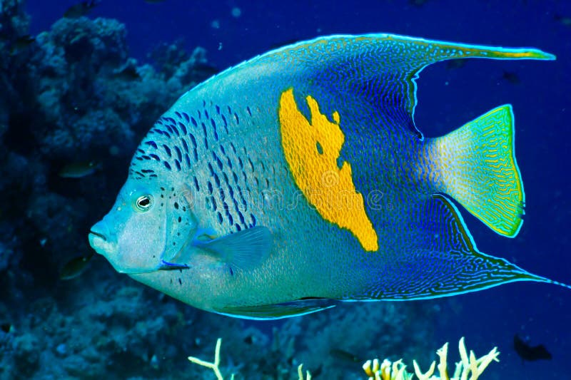 Yellowbar Angelfish stock image. Image of animal, pomacanthidae - 27203155