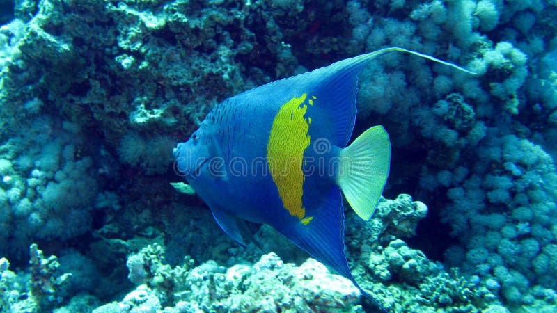 Yellowbar Angelfish,Pomacanthus Maculosus Stock Image - Image of soft ...