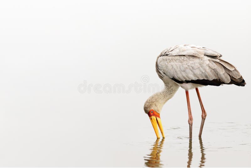 Yellowbilled stork stock image. Image of billed, calm - 16069337