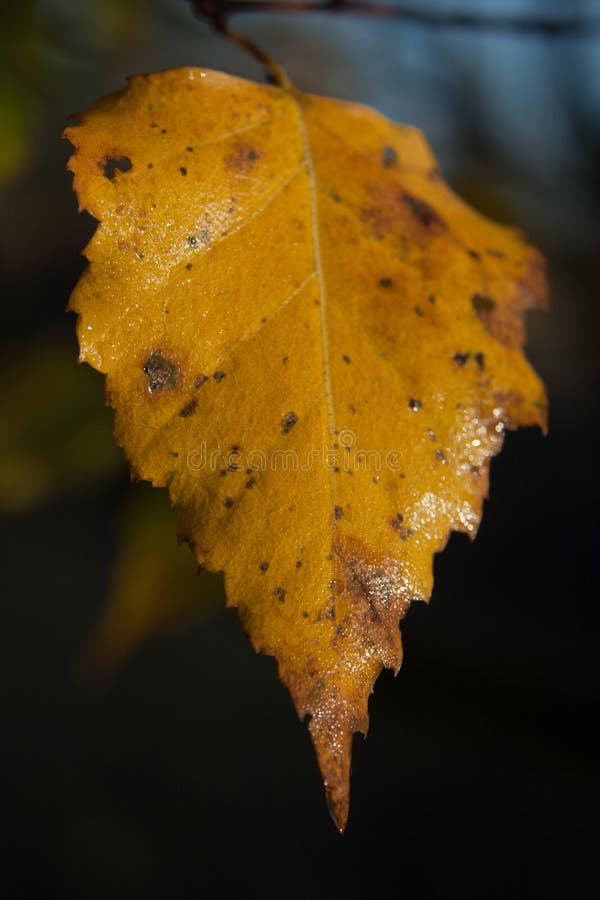 Yellowed autumn birch leaf stock image. Image of orange - 58981843