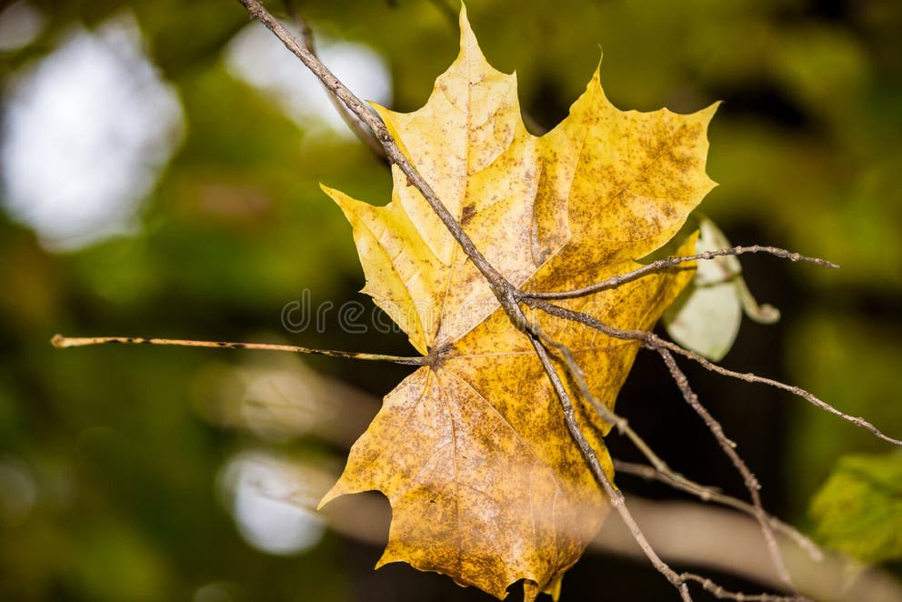 Yellowed Autumn Maple Leaf Stuck in Branches Close Up Stock Photo ...