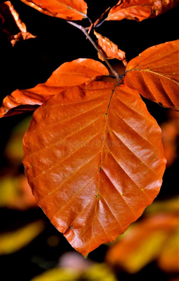 Yellowed leaf on a branch stock image. Image of season - 204913733