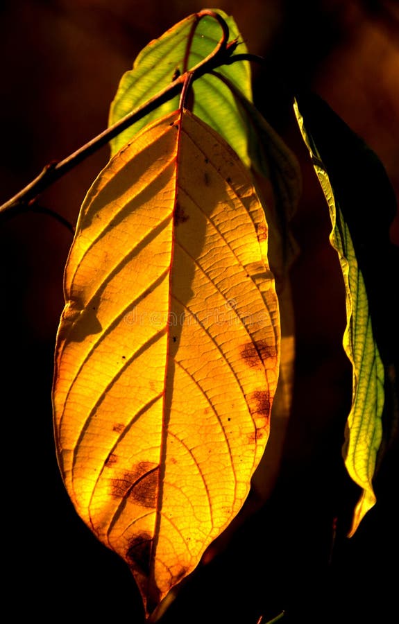 Yellowed leaf stock photo. Image of vegetation, wild - 74771794