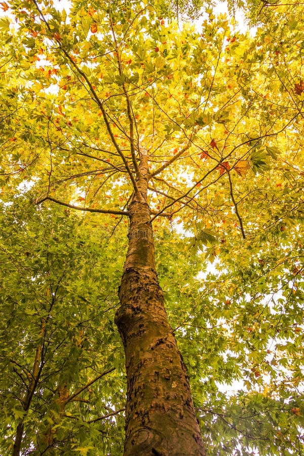Yellowed Leaves Plane Tree in Fall Stock Image - Image of bright, grass ...