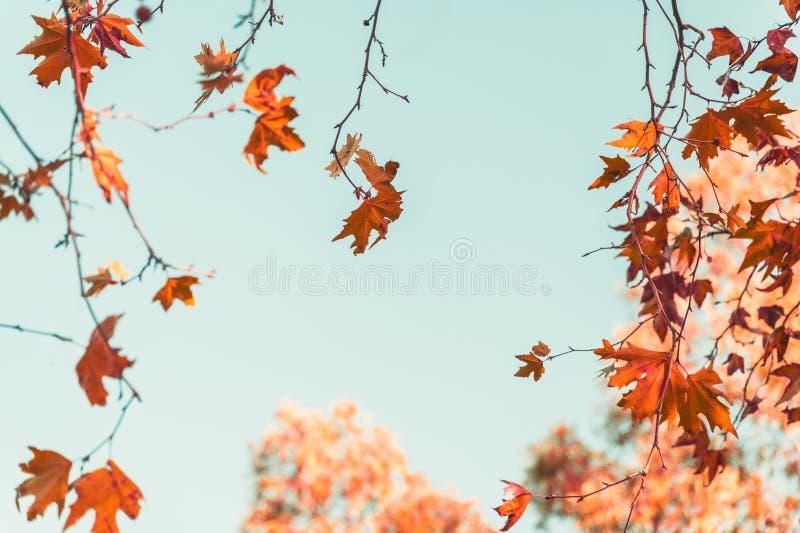 Yellowed Leaves of Plane Tree in Front of Blue Sunny Sky in Autumn ...