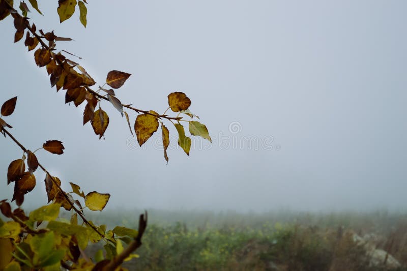 Yellowed Leaves on a Tree Branch and Thick Fog Behind Stock Image ...