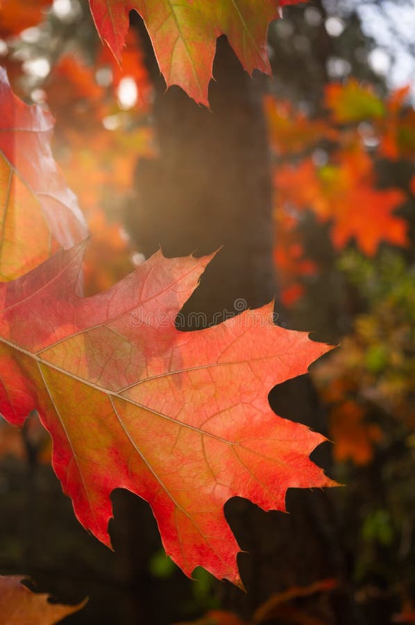 Yellowed Leaves on a Tree in the Rays of the Setting Autumn Sun Stock ...