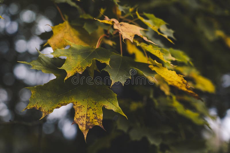 Yellowed Maple Leaves on Trees in the Garden. Cold October Stock Photo ...