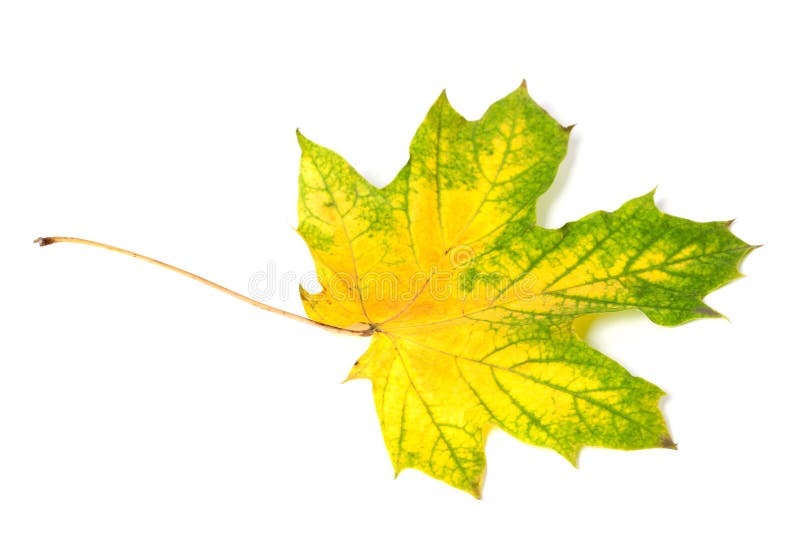 Yellowed Multicolor Autumn Maple-leaf Stock Photo - Image of leaf ...