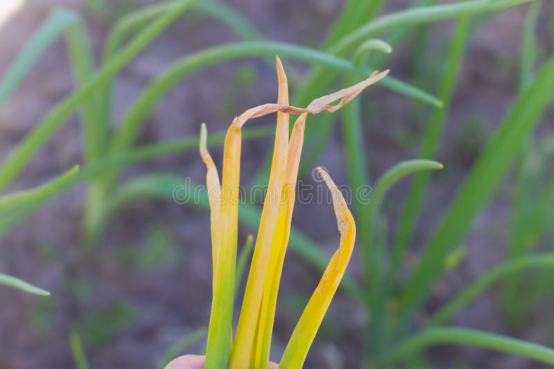 Yellowed Onion Leaves Affected by the Pest Onion Fly Stock Photo ...