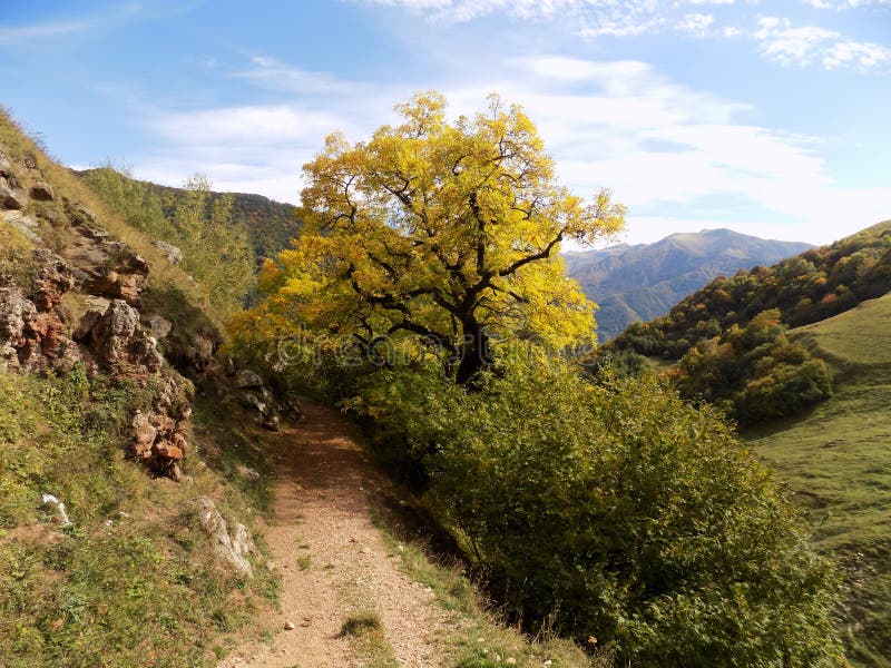 Yellowed Tree in Autumn, Roadside in the Mountains Stock Photo - Image ...
