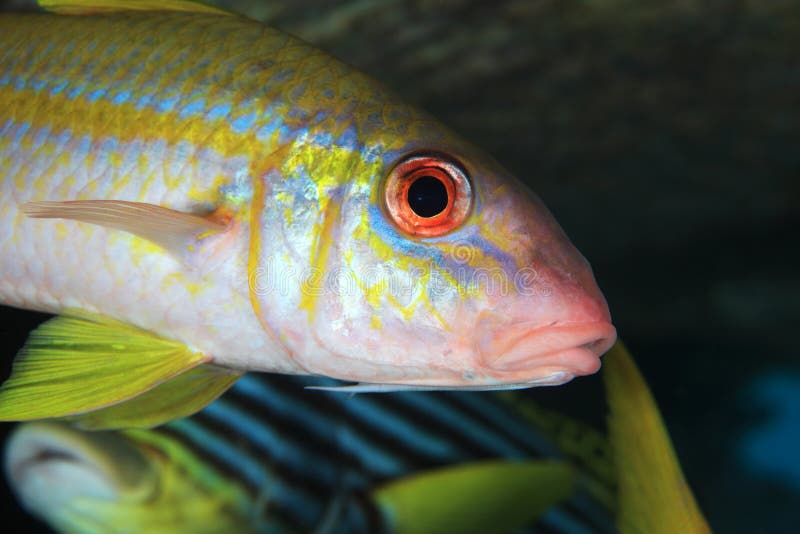 Yellowfin goatfish stock image. Image of diving, coastal - 66794959