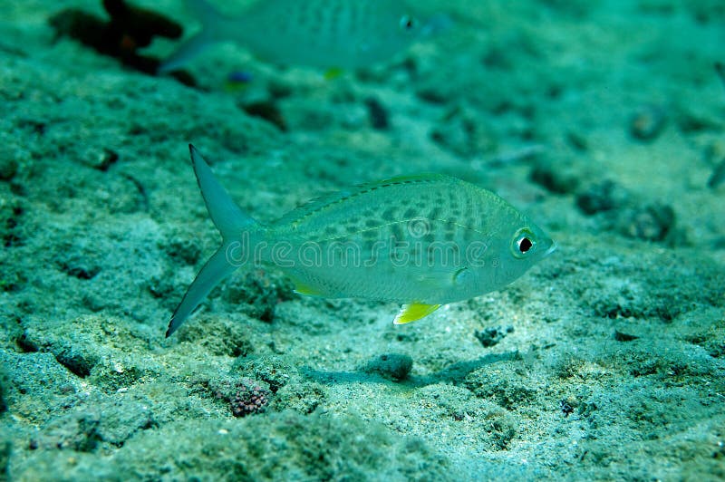 Yellowfin Mojarra stock photo. Image of atlantic, swim - 26515818