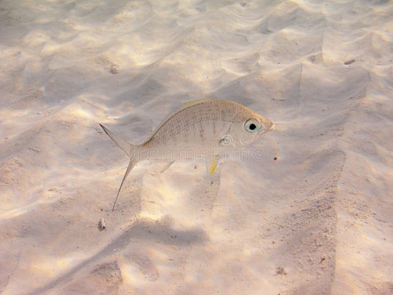 Yellowfin Mojarra in the Blue Stock Photo - Image of reef, water: 42133040