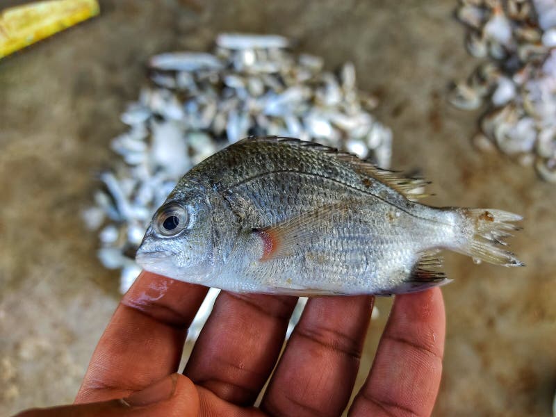 Live Yellowfin Stock Photos - Free & Royalty-Free Stock Photos from ...