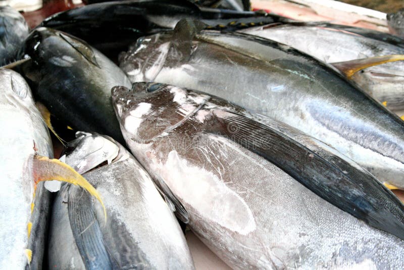 688 Tuna Family Stock Photos - Free & Royalty-Free Stock Photos from ...