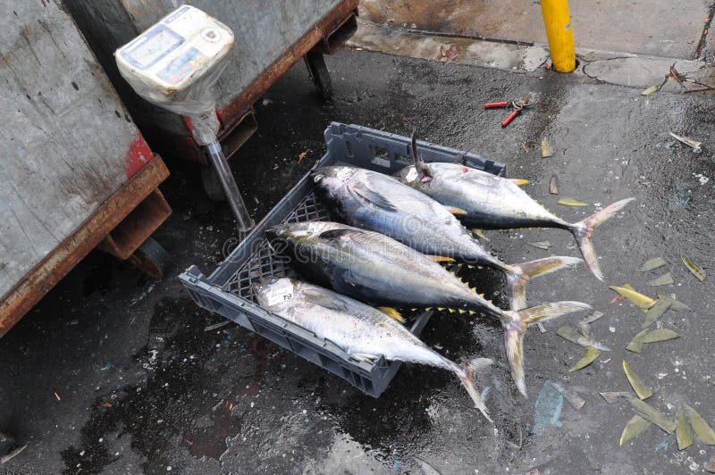 Yellowfin tuna stock photo. Image of freshly, fish, finfish - 49202194