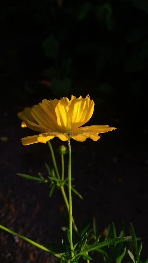 Yellowflow stock photo. Image of amazing, flower, blackbackground ...