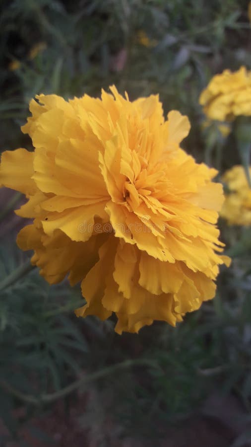 Yellowflower stock image. Image of yellow, beautiful - 165431359