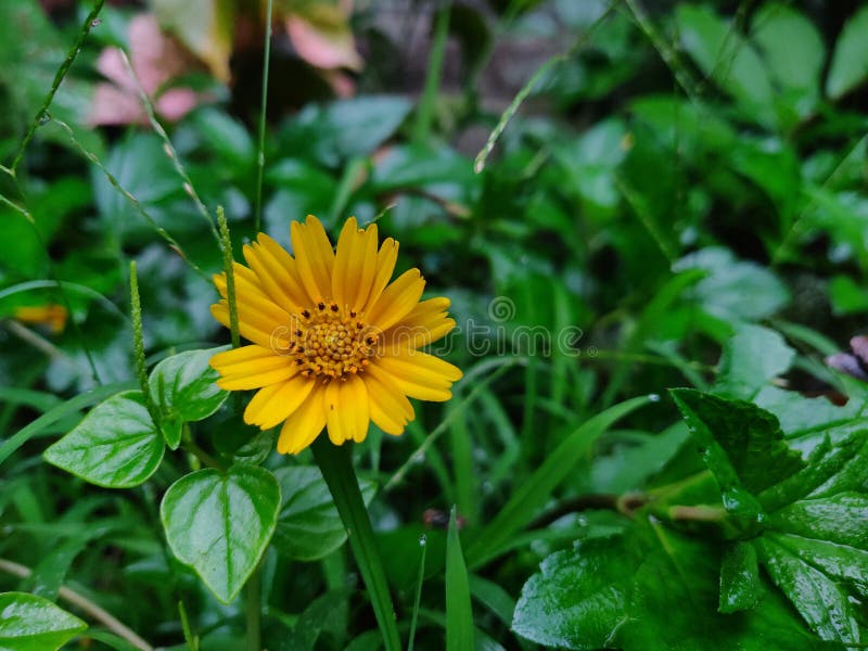 YellowFlower Yellow Greenery Bloom Nature Stock Photo - Image of ...