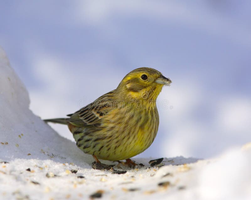 Yellowhammer,Emberiza Citrinella Male in Winter Stock Photo - Image of ...