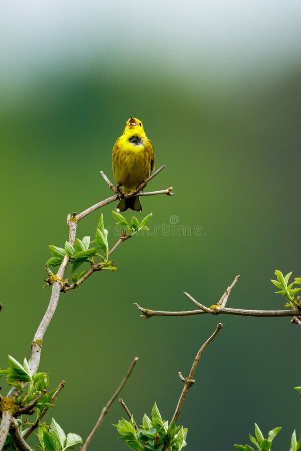 Yellowhammer Bird on a Twig Stock Photo - Image of goldfinch, feather ...
