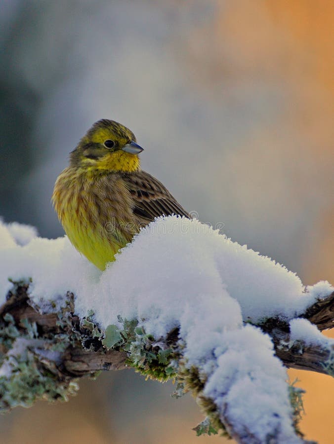 Yellowhammer,Emberiza Citrinella Male in Winter Stock Photo - Image of ...