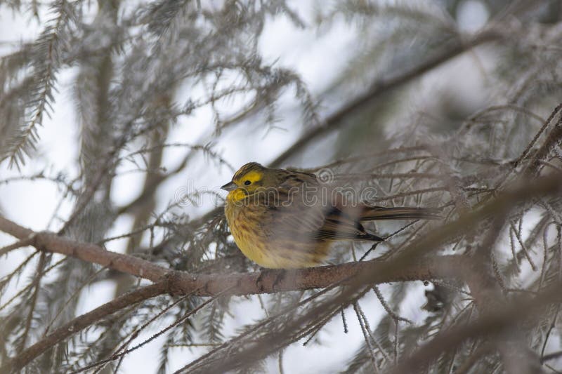 Yellowhammer stock photo. Image of feather, beauty, wild - 47384640