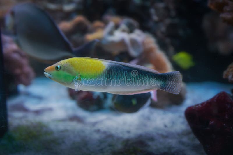 Yellowhead Wrasse Fish Halichoeres Garnoti Stock Image - Image of ...