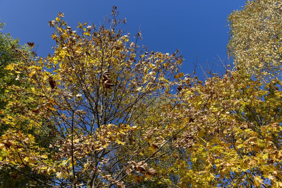 Yellowing Birch Foliage in October Stock Photo - Image of sunny ...